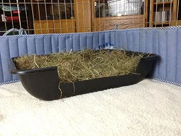 Litter Box Training Tips — San Diego House Rabbit Society