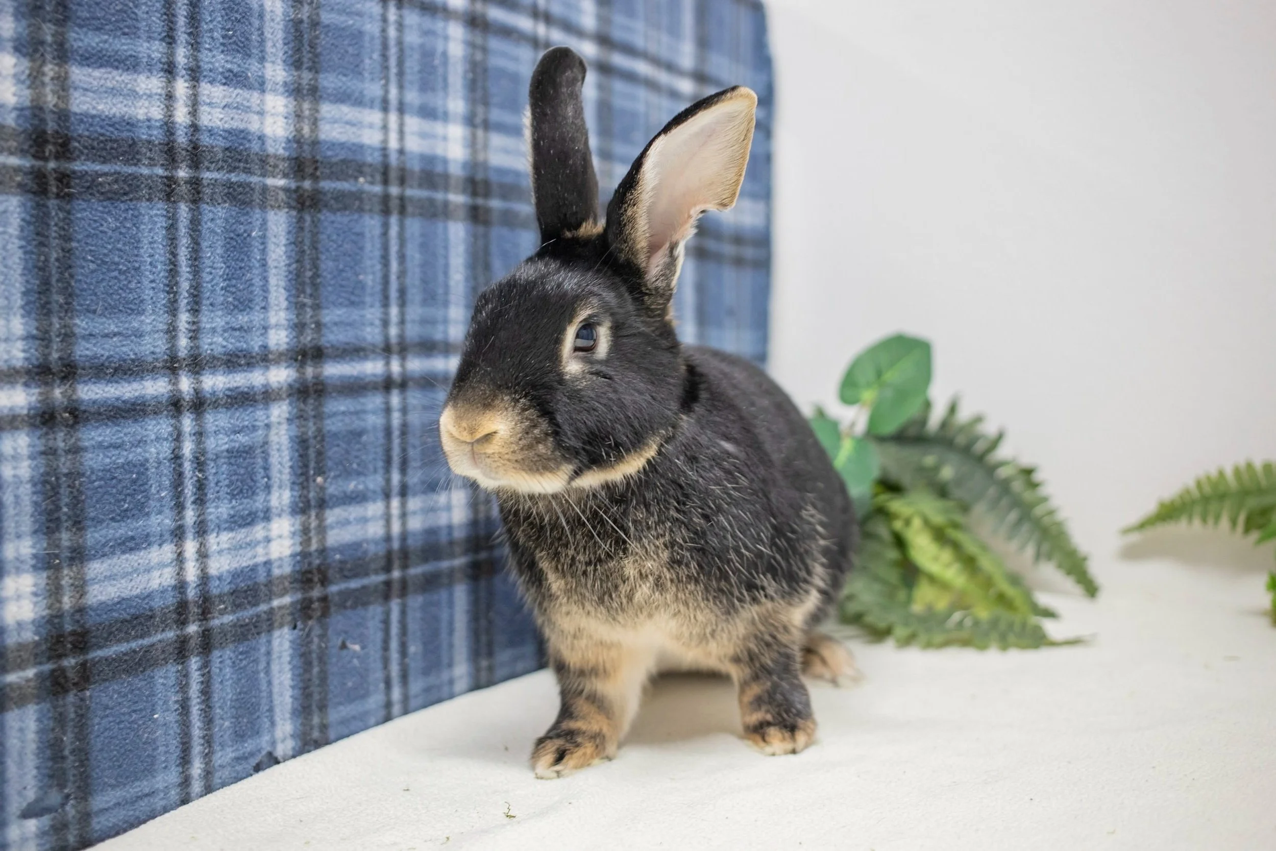 San Diego House Rabbit Society