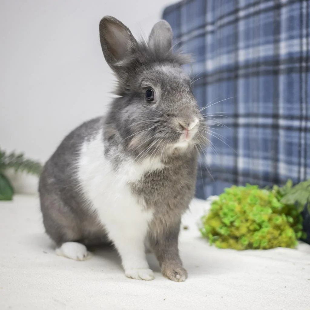 San Diego House Rabbit Society