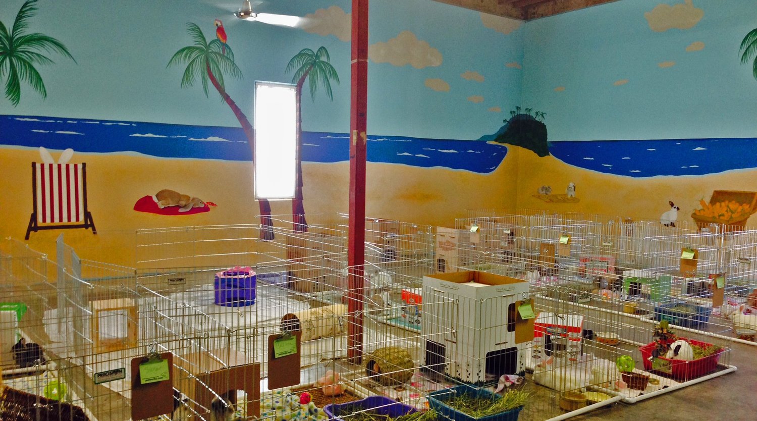 Adopt From a Rescue or Shelter — San Diego House Rabbit Society