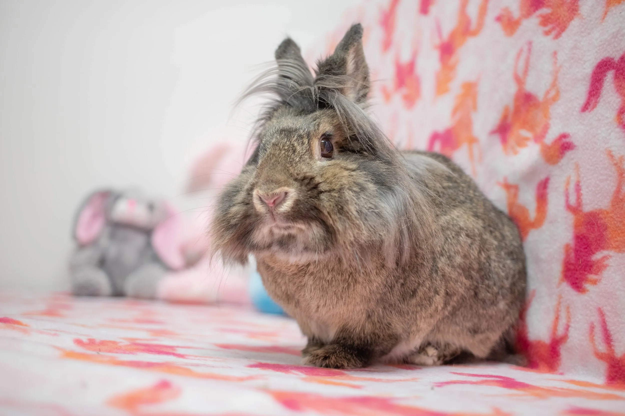San Diego House Rabbit Society