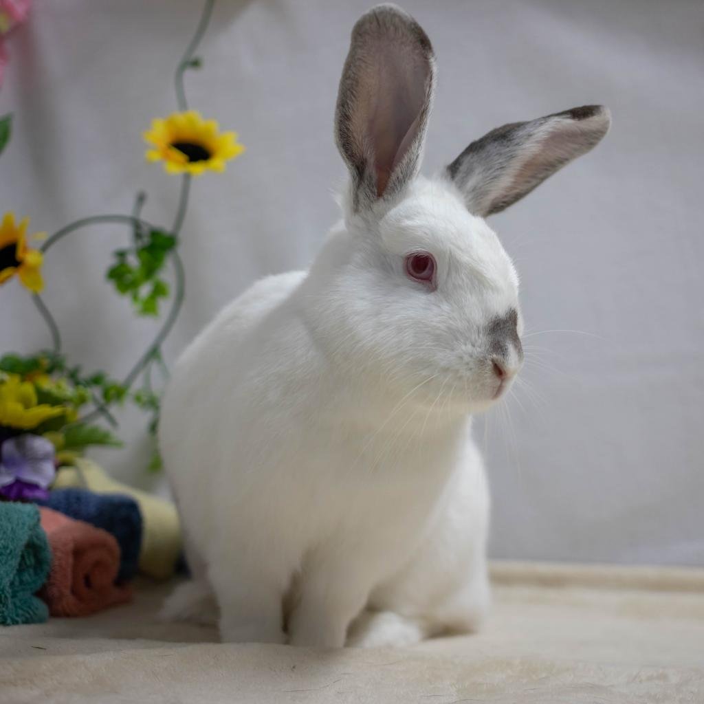 San Diego House Rabbit Society