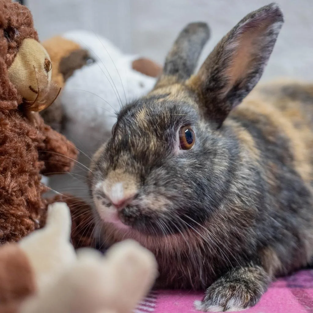 San Diego House Rabbit Society