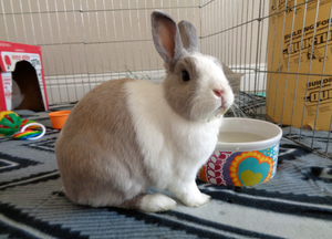Providing a Healthy Rabbit Diet — San Diego House Rabbit Society