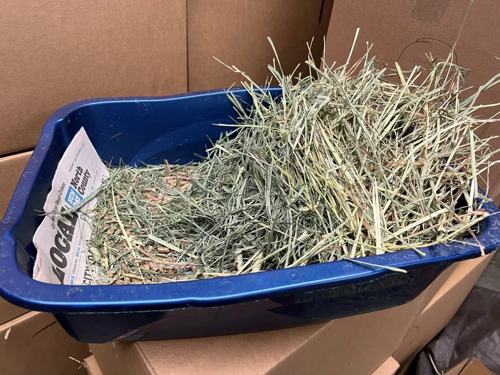 Litter Box Setup — San Diego House Rabbit Society