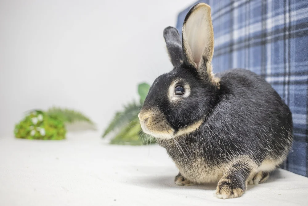 Rabbit Vet and Shelter Directory — San Diego House Rabbit Society