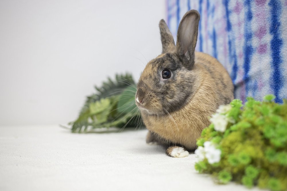 General Rabbit Care — San Diego House Rabbit Society