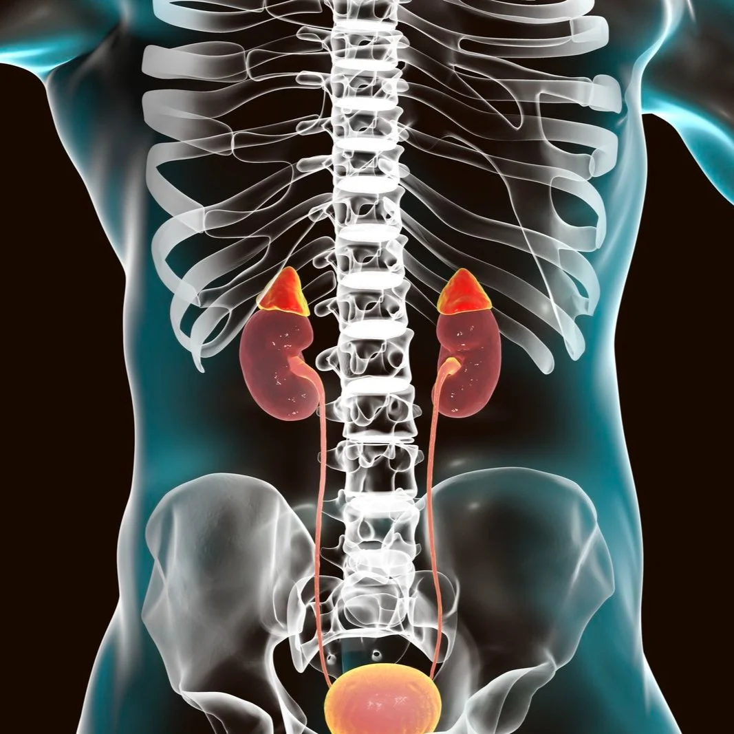 - Lee Richstone MD FACS FRCS - Robotic Urologic Surgery