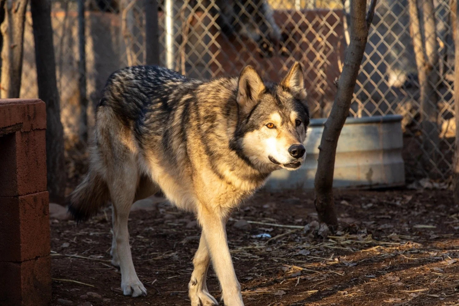 Sedona Wolf Sanctuary