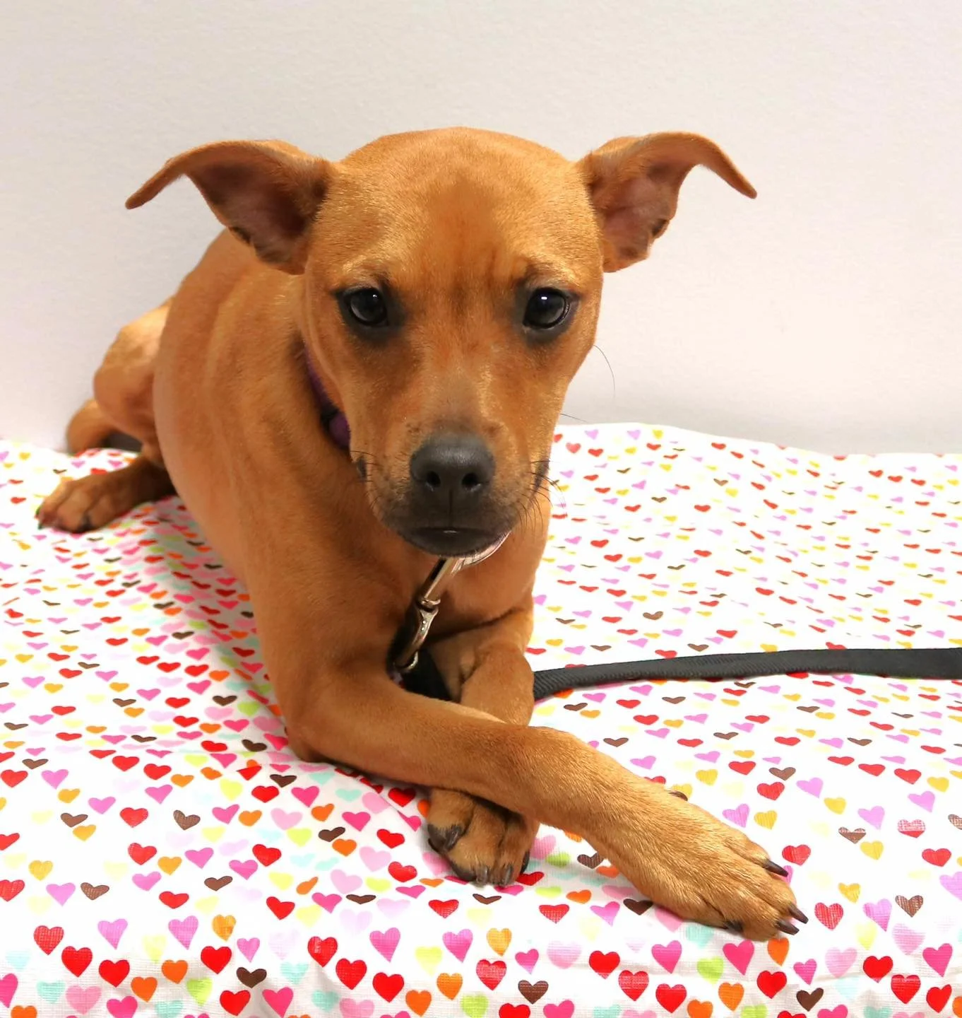 Hoof Woof & Meow Animal Rescue