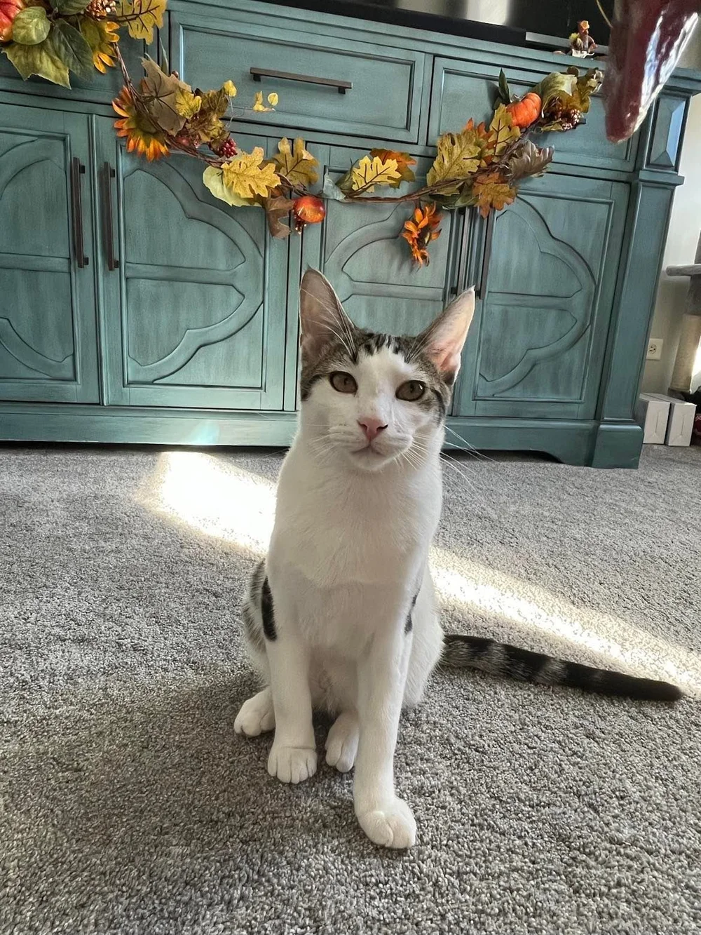 Hoof Woof & Meow Animal Rescue