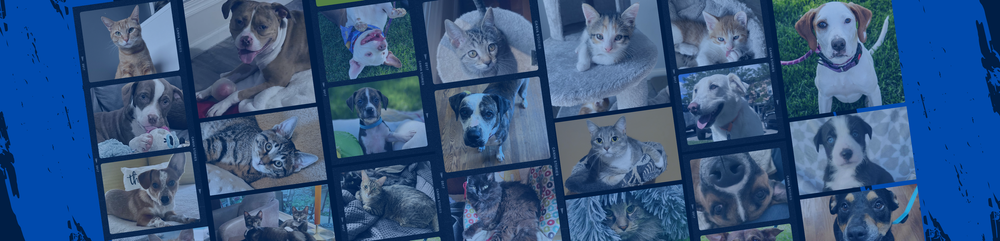 Hoof Woof & Meow Animal Rescue