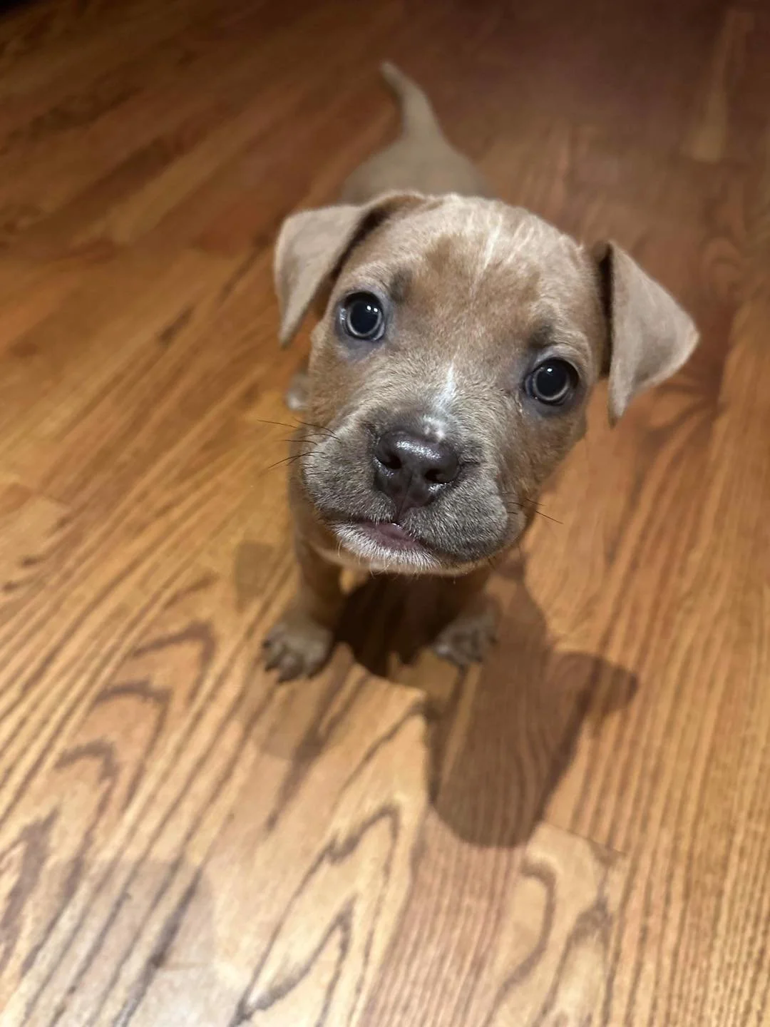 Hoof Woof & Meow Animal Rescue