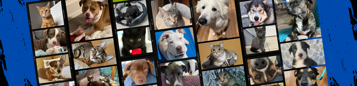 Hoof Woof & Meow Animal Rescue