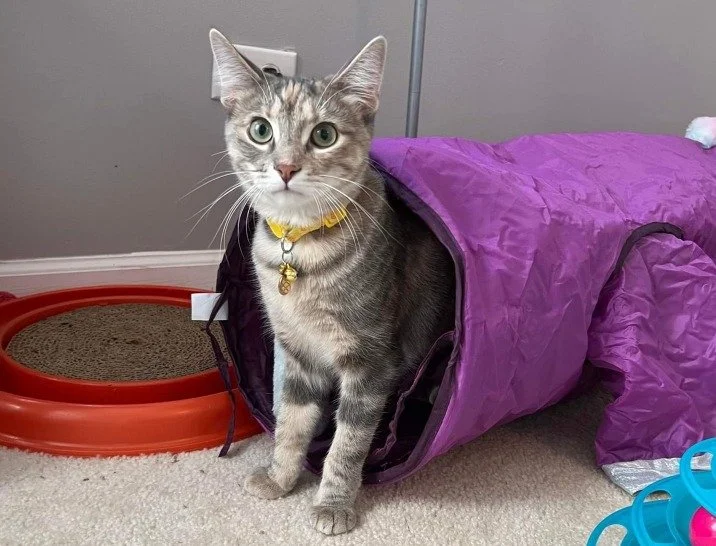 Adoption FAQs and Requirements — Hoof Woof & Meow Animal Rescue