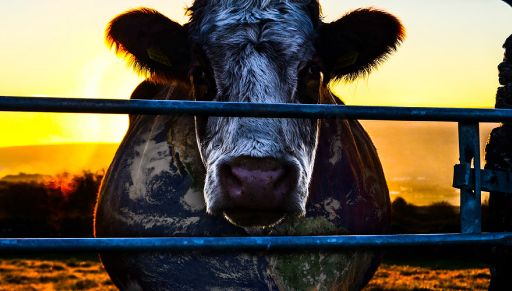 Greenbaum Foundation