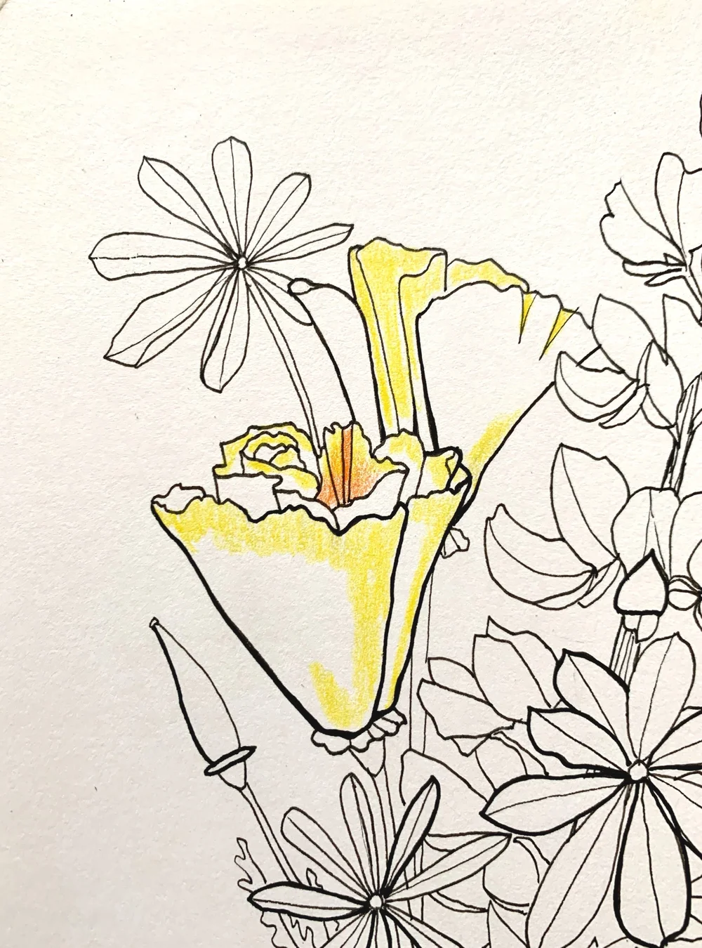 Poppies and Lupines: how I create… — Marilee Nielsen Art