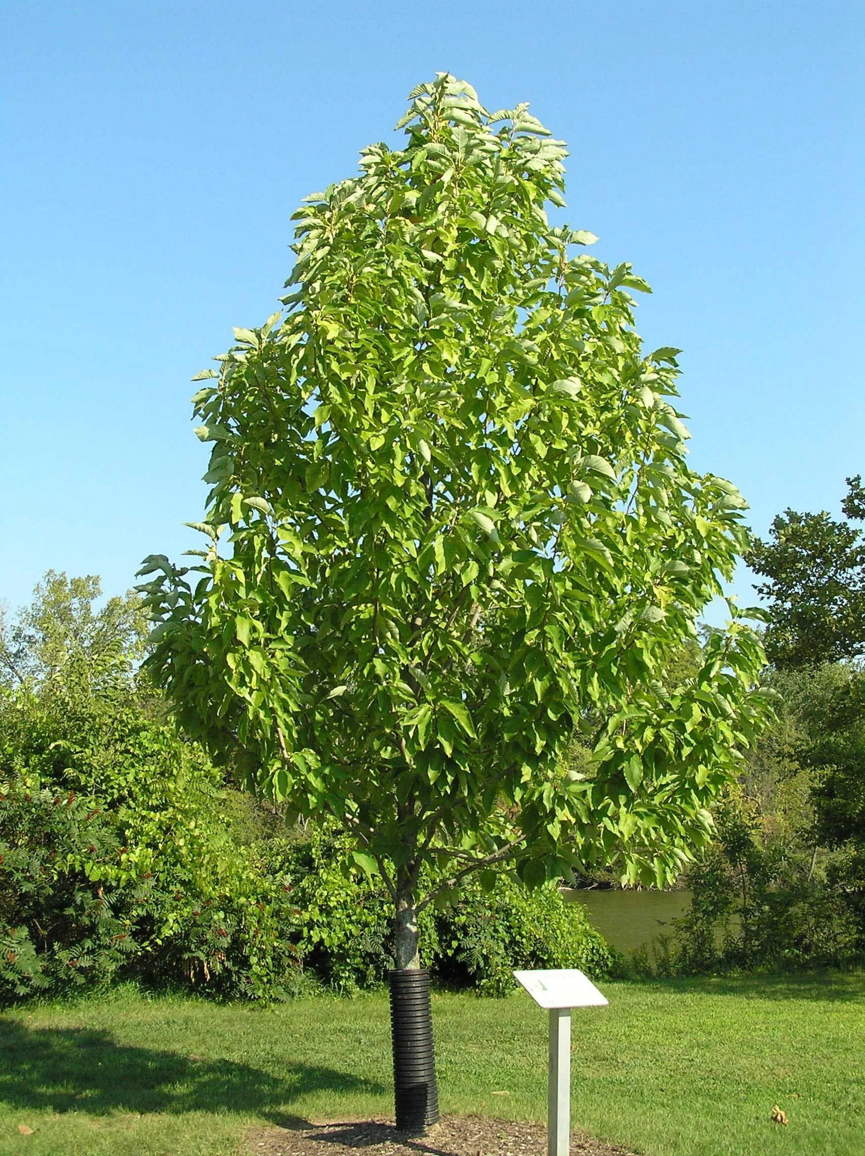 Native Replacement Trees — Bartholomew Invasives