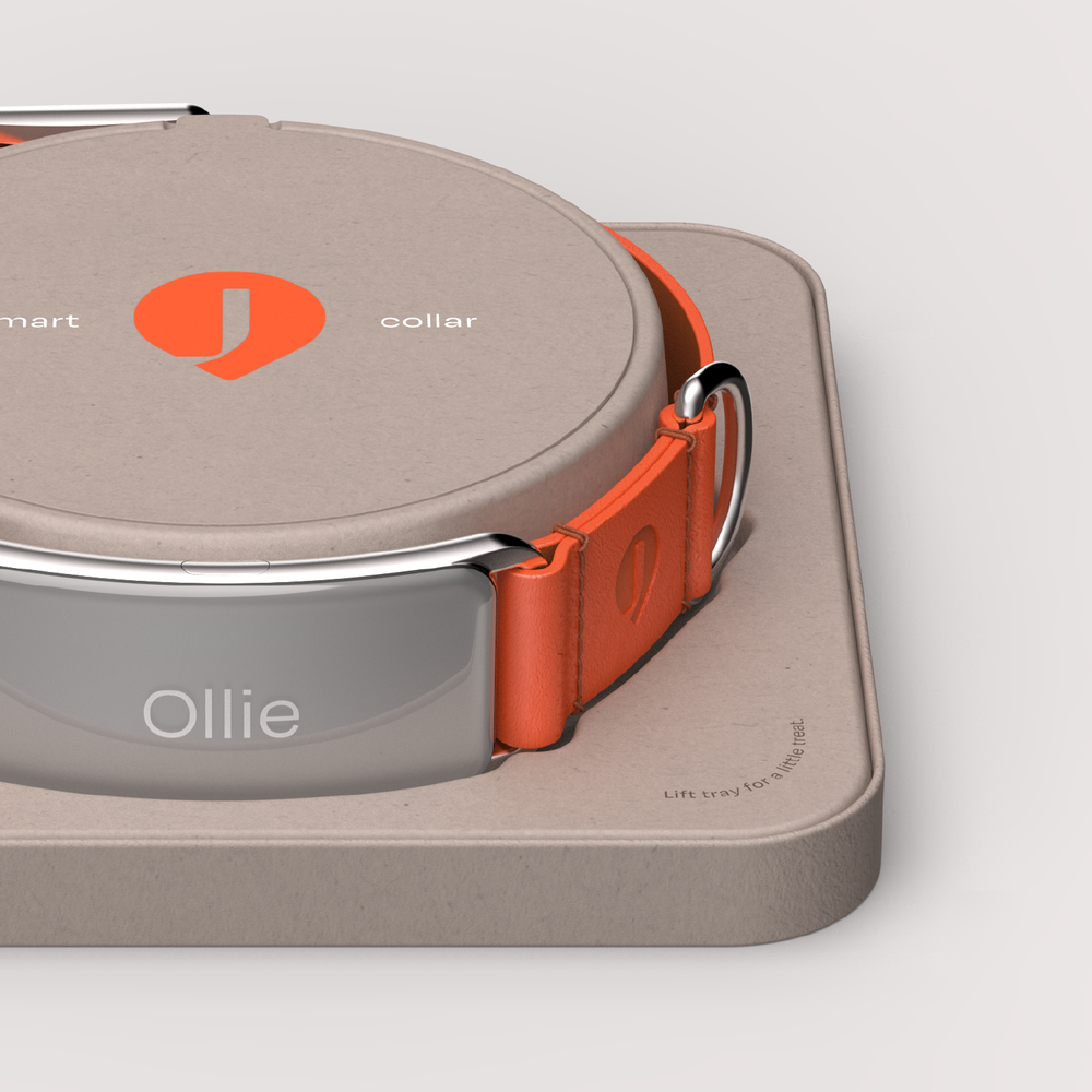 Juno Smart Collar — SO Dsgn