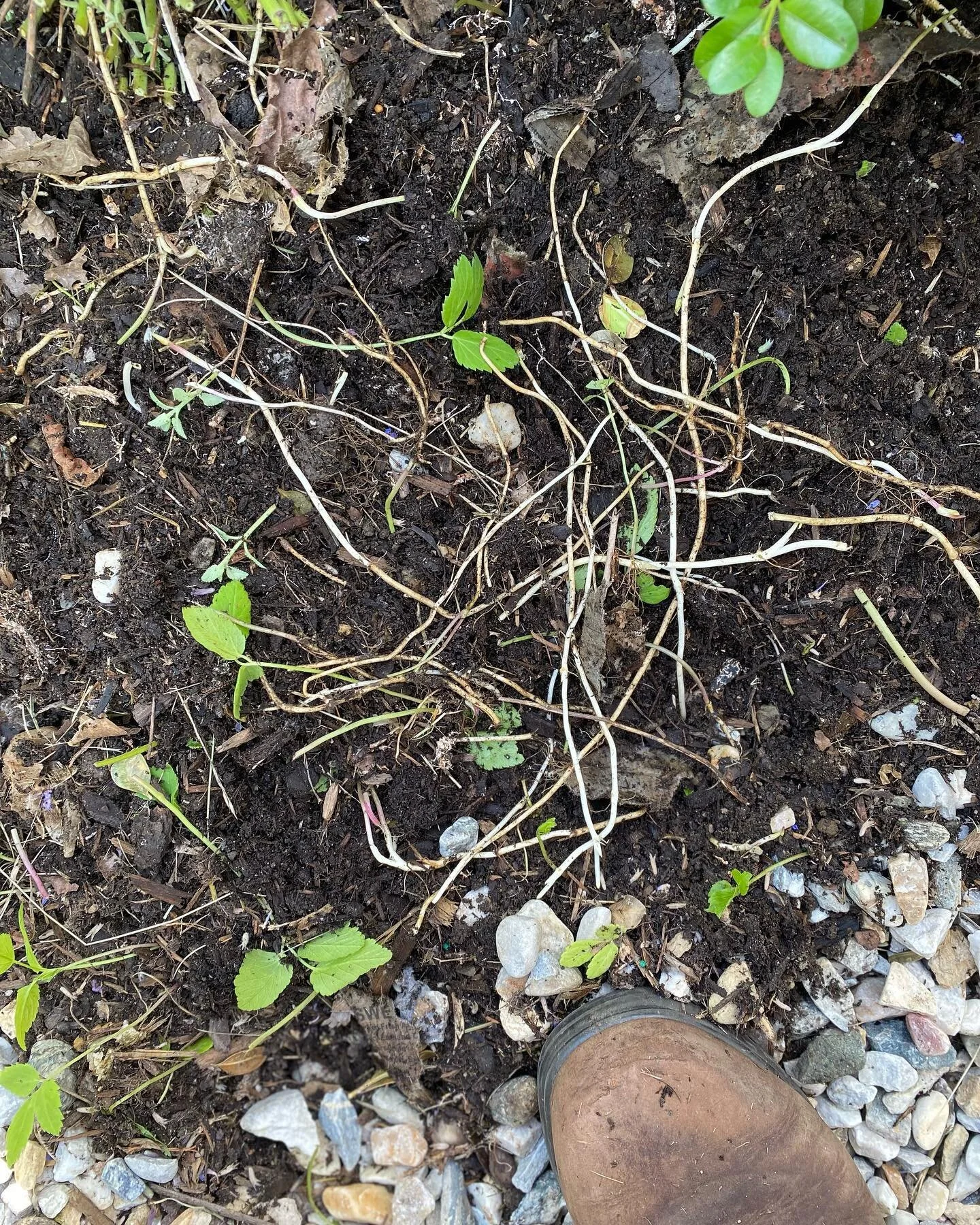 Mountain Home Landscape