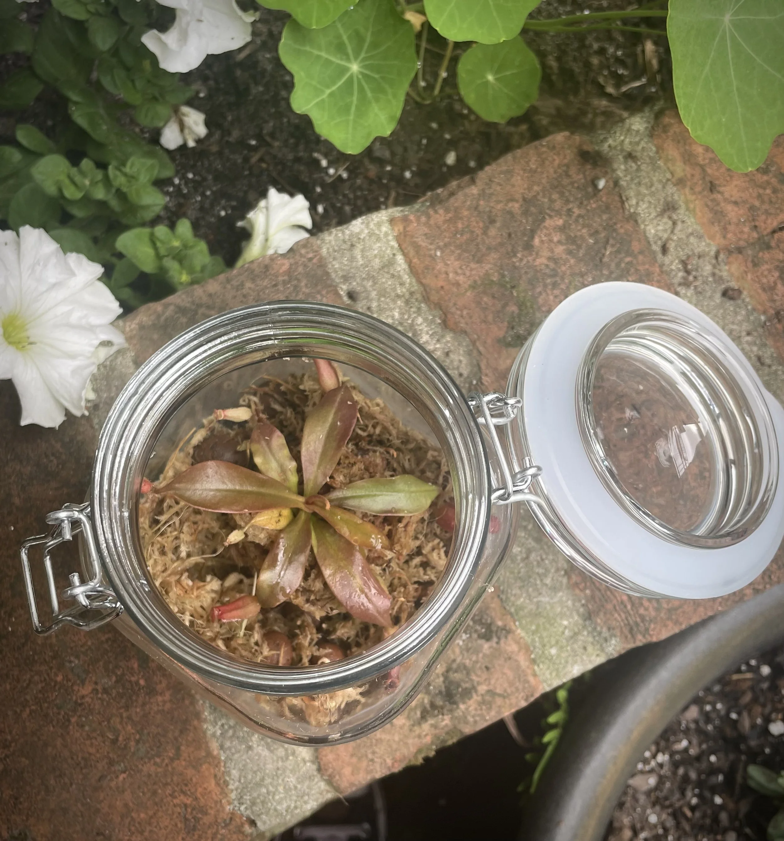 Shop — Vampire Apothecary