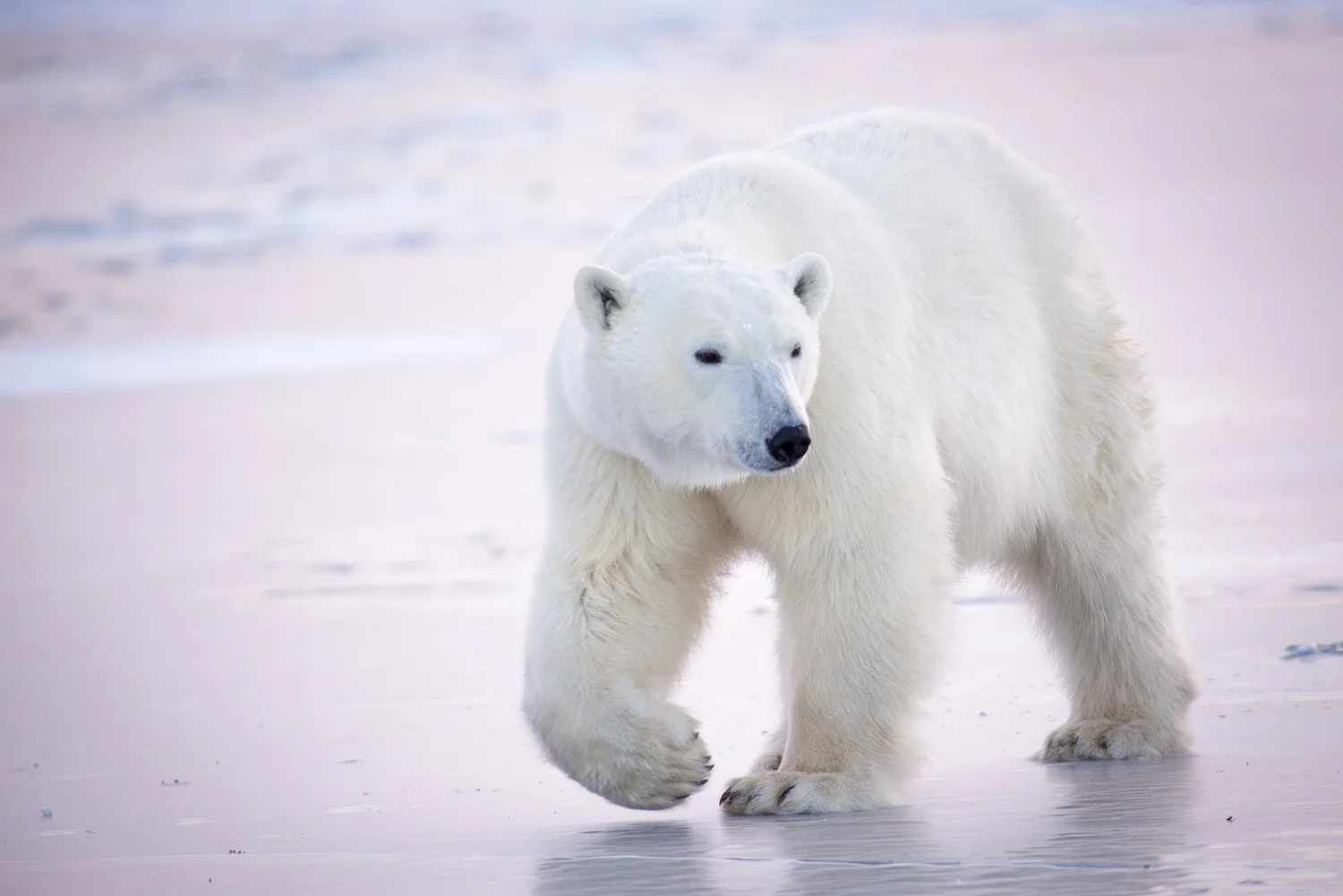Polar Bear Season — North Star Tours
