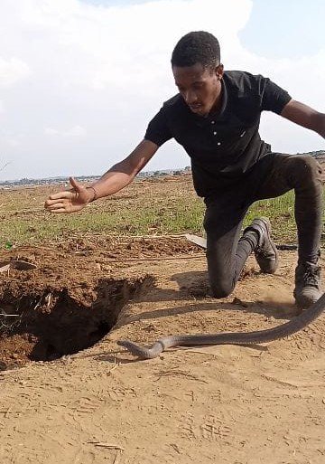 Harvesting Black Mambas with Bare Hands - A Case of Saving Snakes in ...