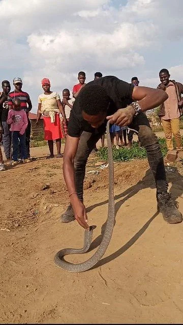 Harvesting Black Mambas with Bare Hands - A Case of Saving Snakes in ...