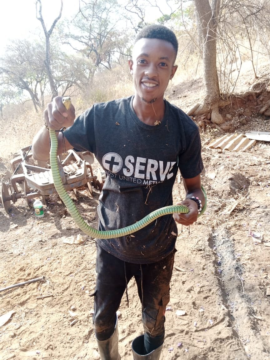 Harvesting Black Mambas with Bare Hands - A Case of Saving Snakes in ...