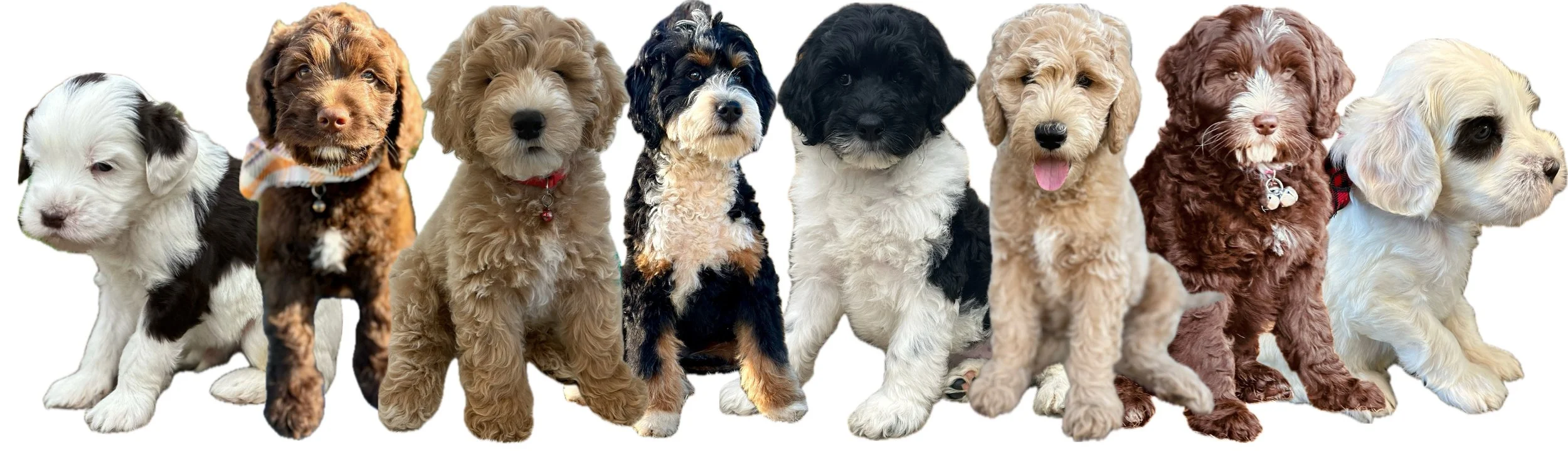 Atlanta Goldendoodle Puppies for Sale | Georgia Breeder