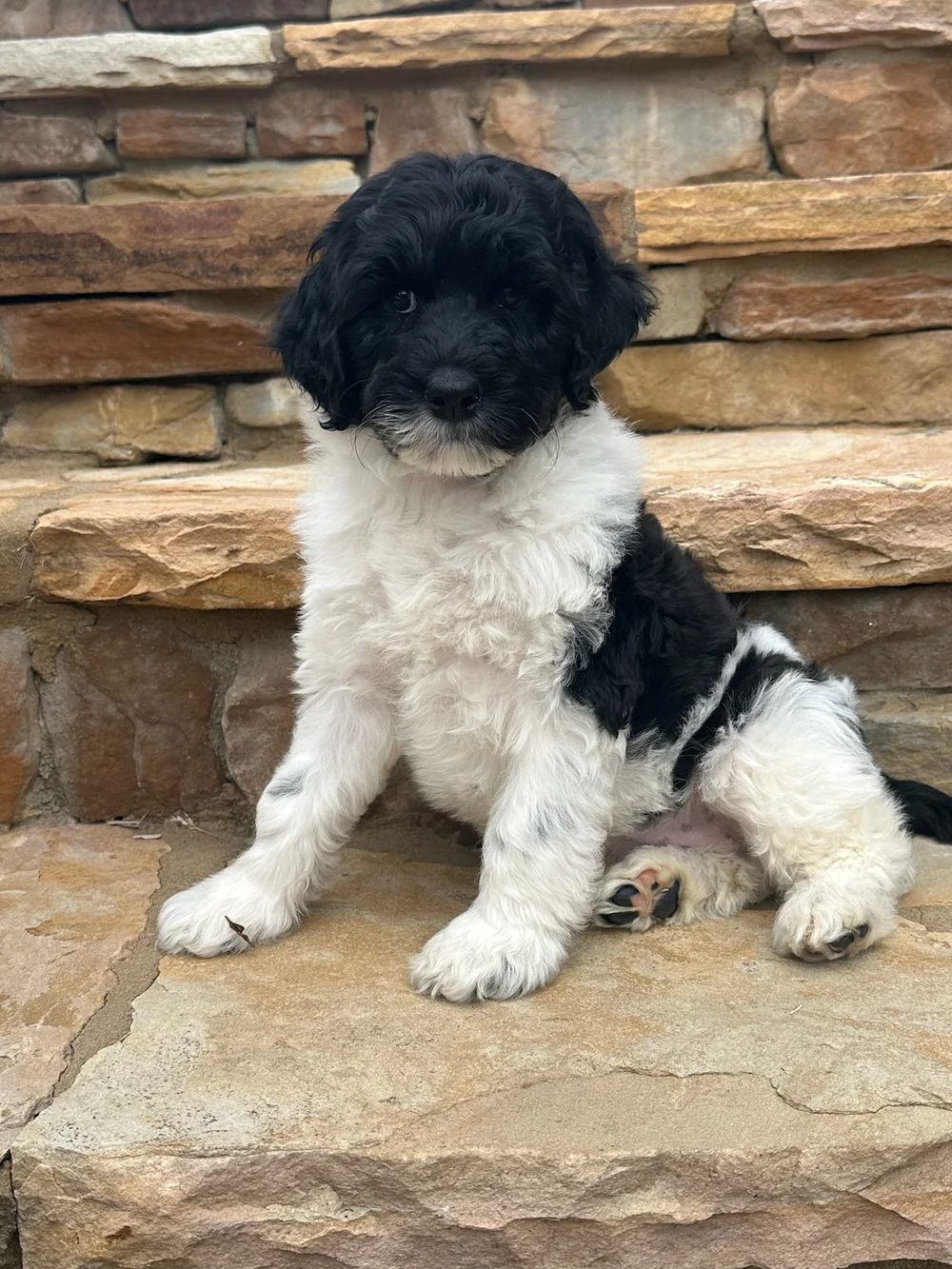 Available Doodles — Atlanta Goldendoodle Puppies for Sale | Georgia Breeder