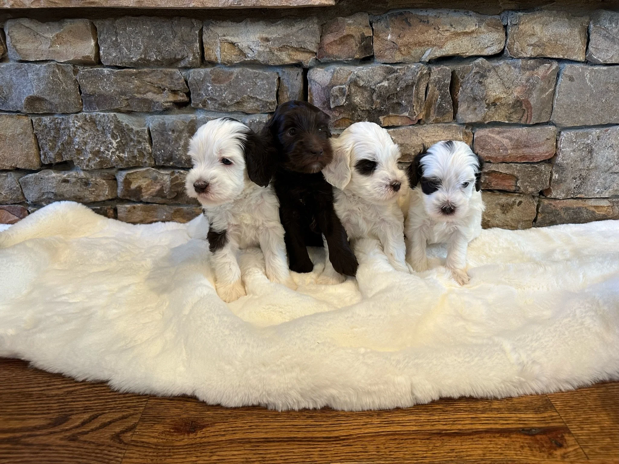 Available Doodles — Atlanta Goldendoodle Puppies for Sale | Georgia Breeder