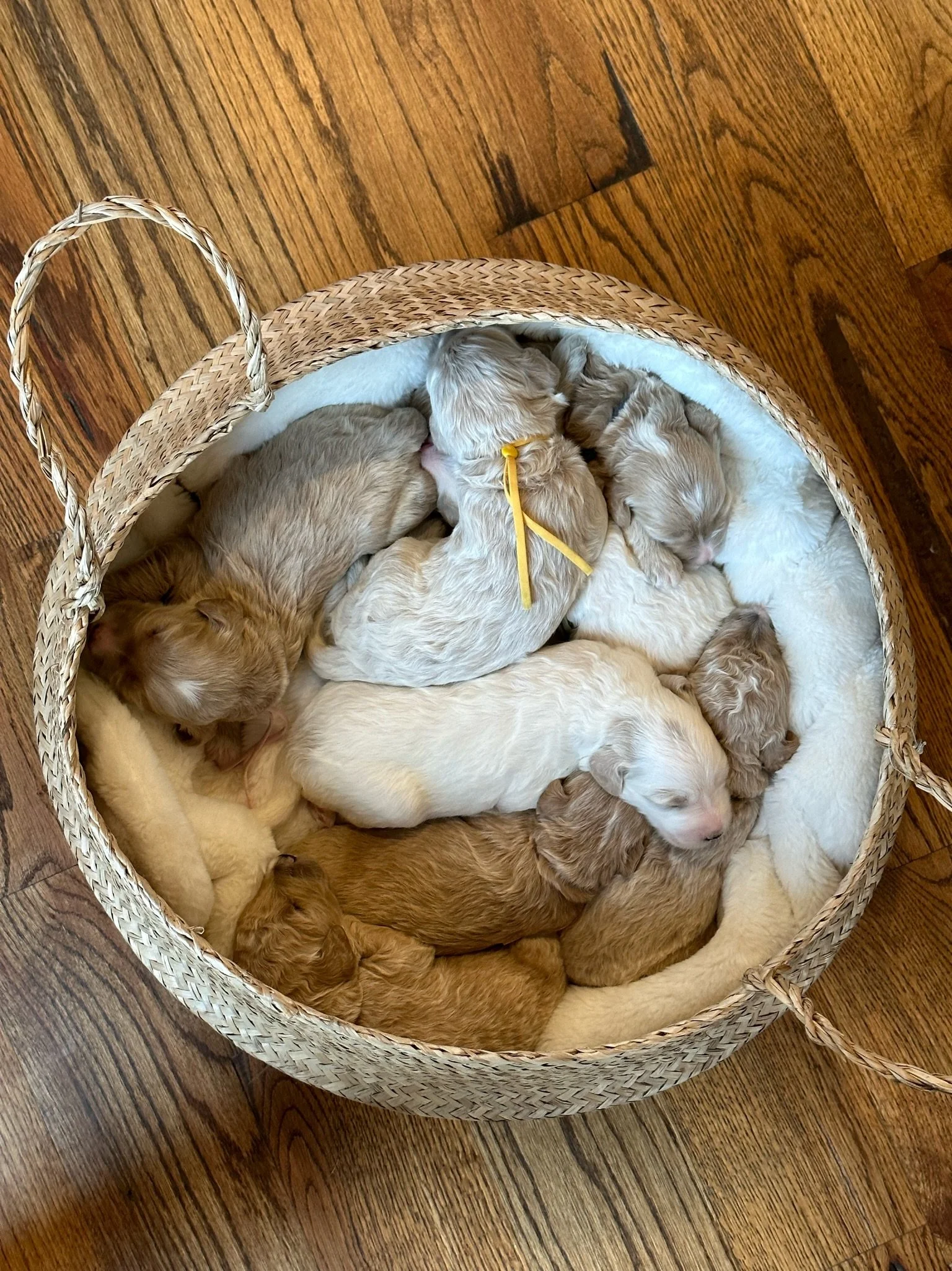 Georgia Cost of Goldendoodles | Atlanta Australian Labradoodles ...