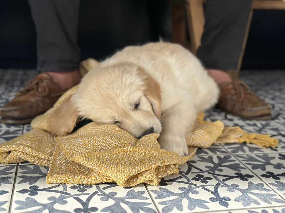 charlie & ginger | Discover, Enjoy, Visit Today