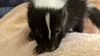 What to do if you find an injured or orphaned skunk — Staying Wild
