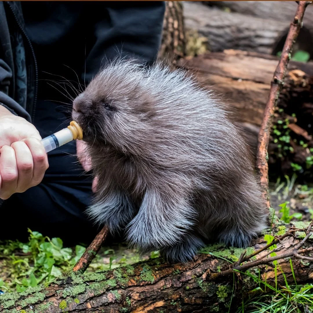 Wildlife Resources — Staying Wild