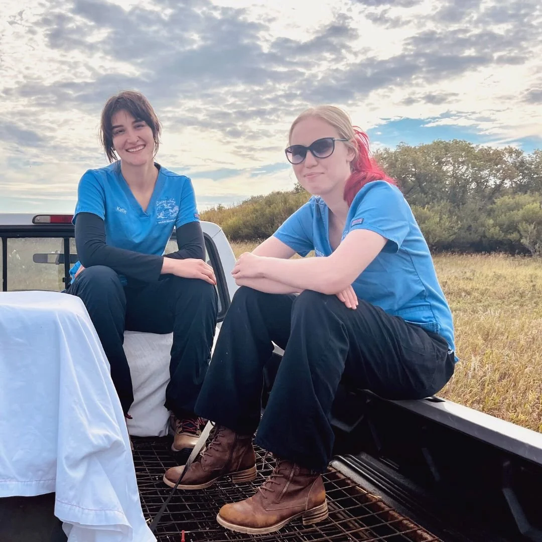 Staying Wild TV - stories of wildlife rehabilitation