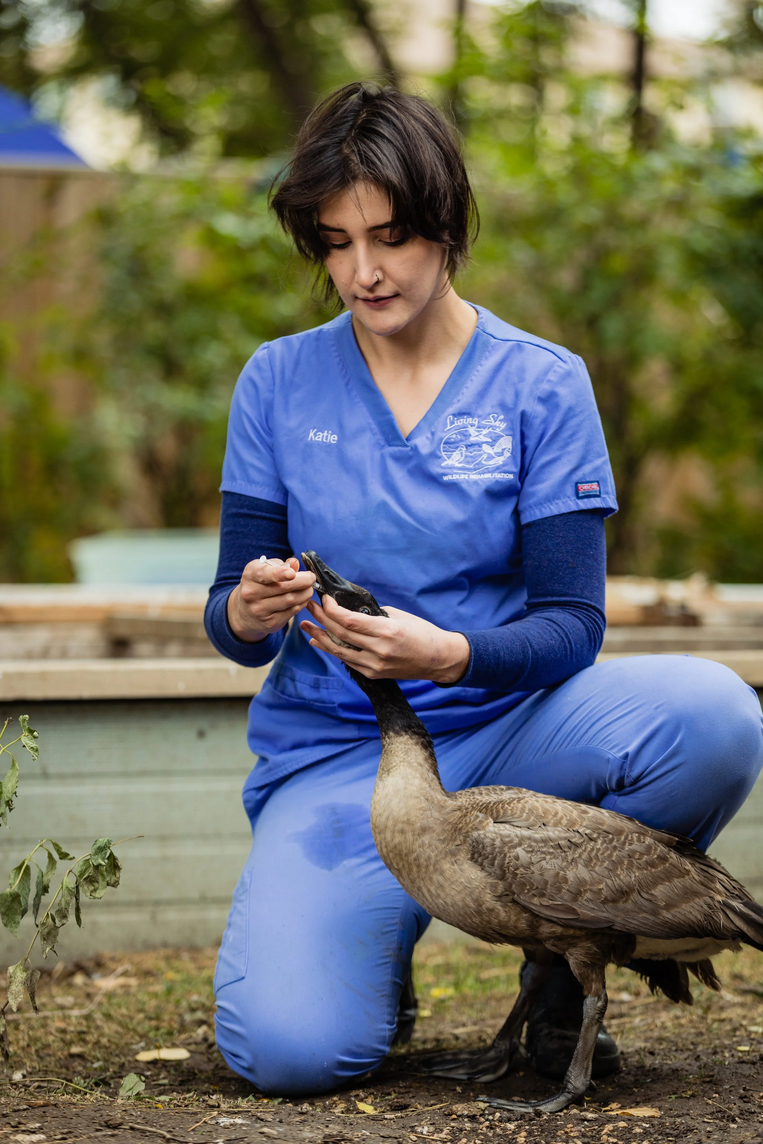 Wildlife Rehabilitation Resources — Staying Wild