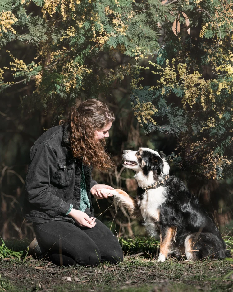 FAQs 1 — A Bark Above Dog Training and Behaviour