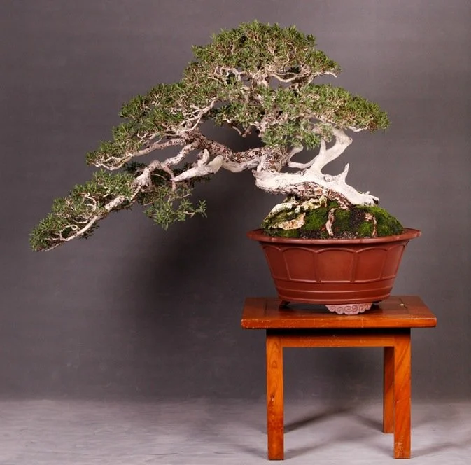 Gallery — 新加坡盆景与赏石协会 Singapore Penjing & Stone Appreciation Society