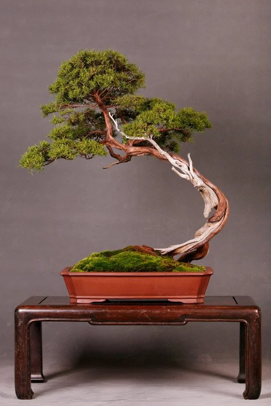 Gallery — 新加坡盆景与赏石协会 Singapore Penjing & Stone Appreciation Society