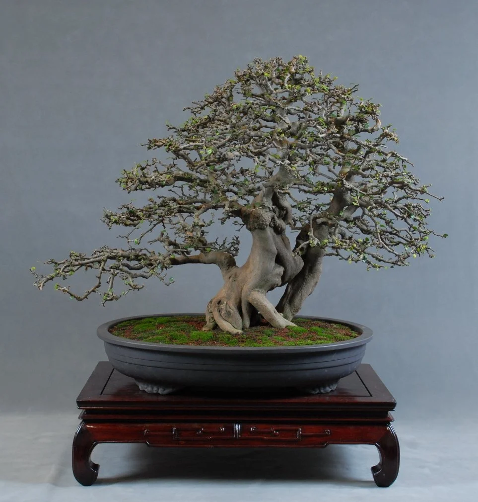 Gallery — 新加坡盆景与赏石协会 Singapore Penjing & Stone Appreciation Society