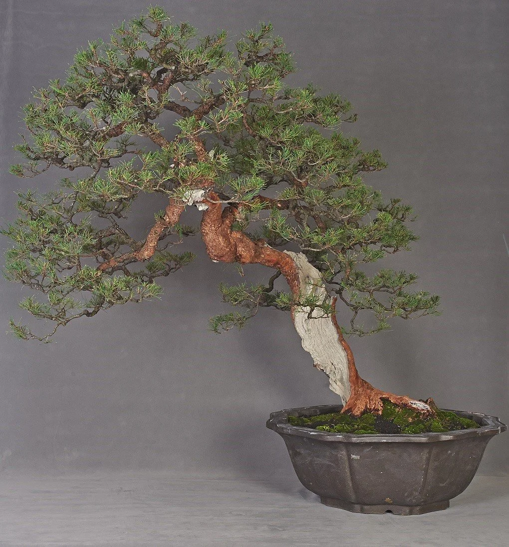 Gallery — 新加坡盆景与赏石协会 Singapore Penjing & Stone Appreciation Society