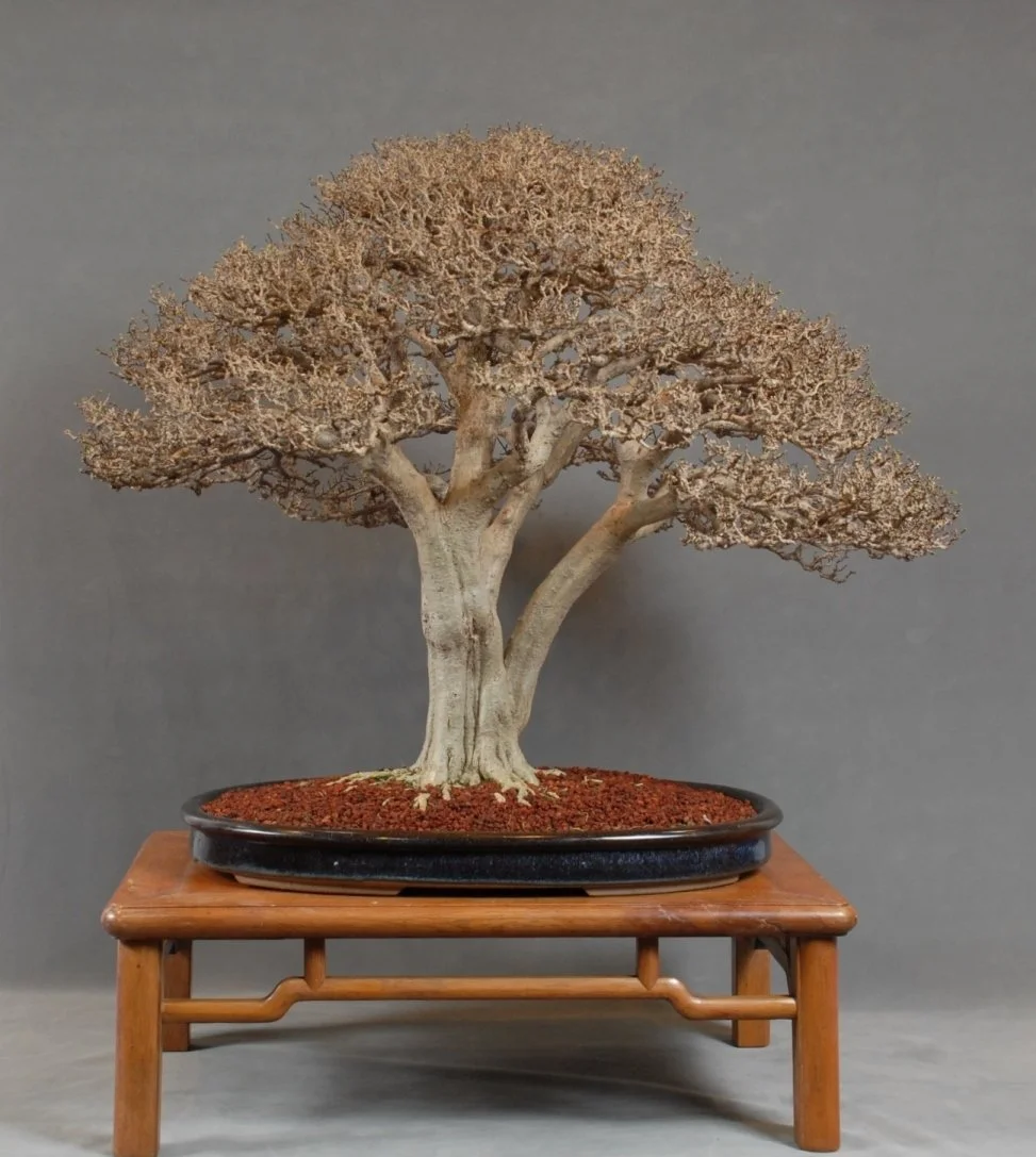 Gallery — 新加坡盆景与赏石协会 Singapore Penjing & Stone Appreciation Society