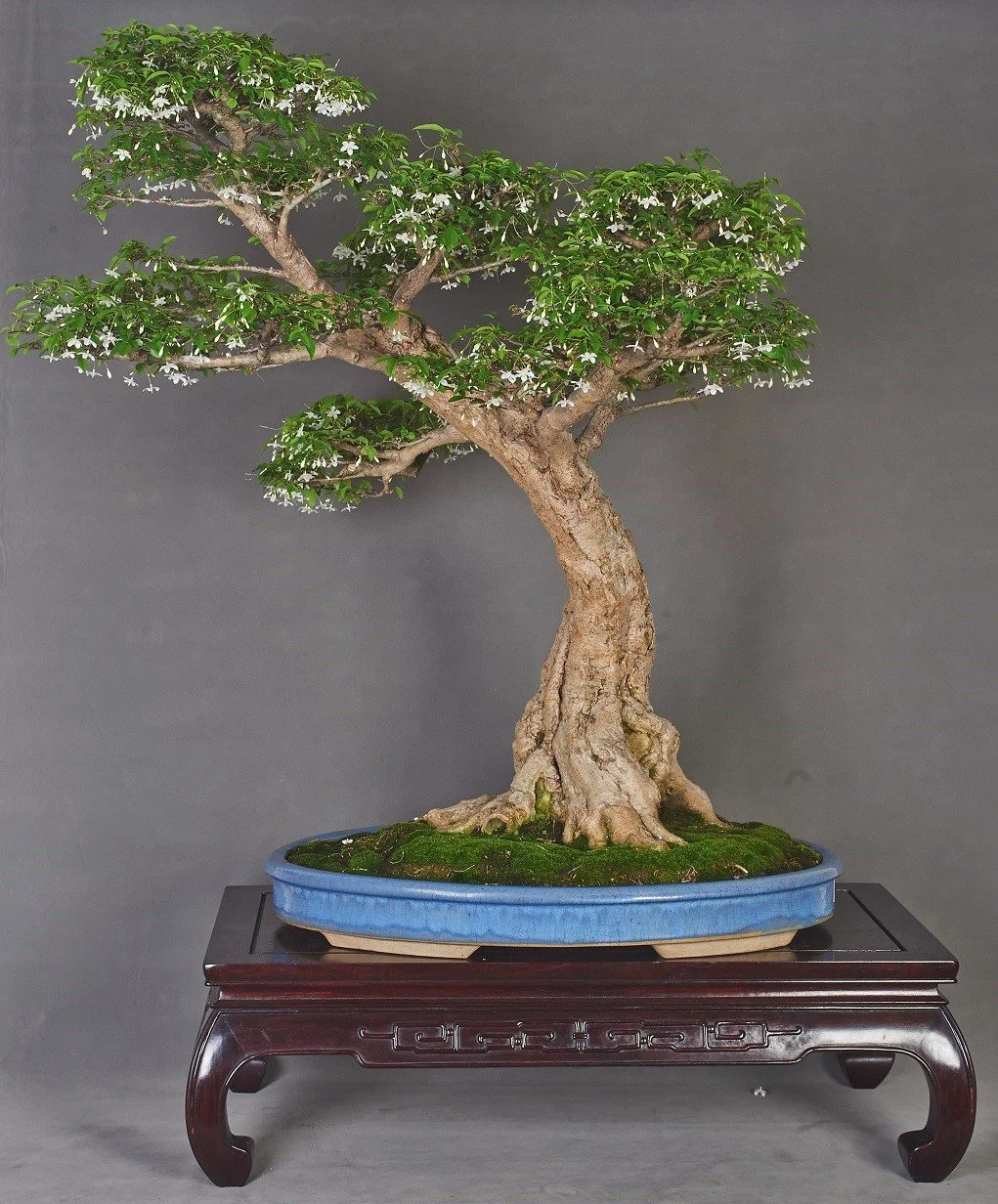 Gallery — 新加坡盆景与赏石协会 Singapore Penjing & Stone Appreciation Society