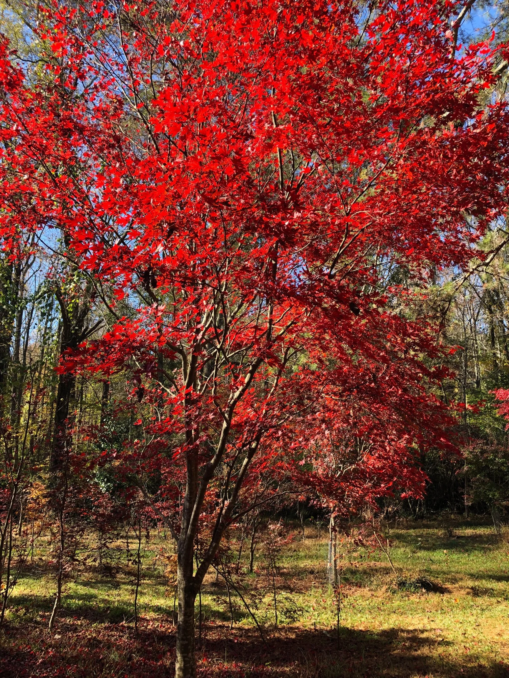 Why Plant Japanese Maples — Focal Point Trees - Specimen Japanese Maples