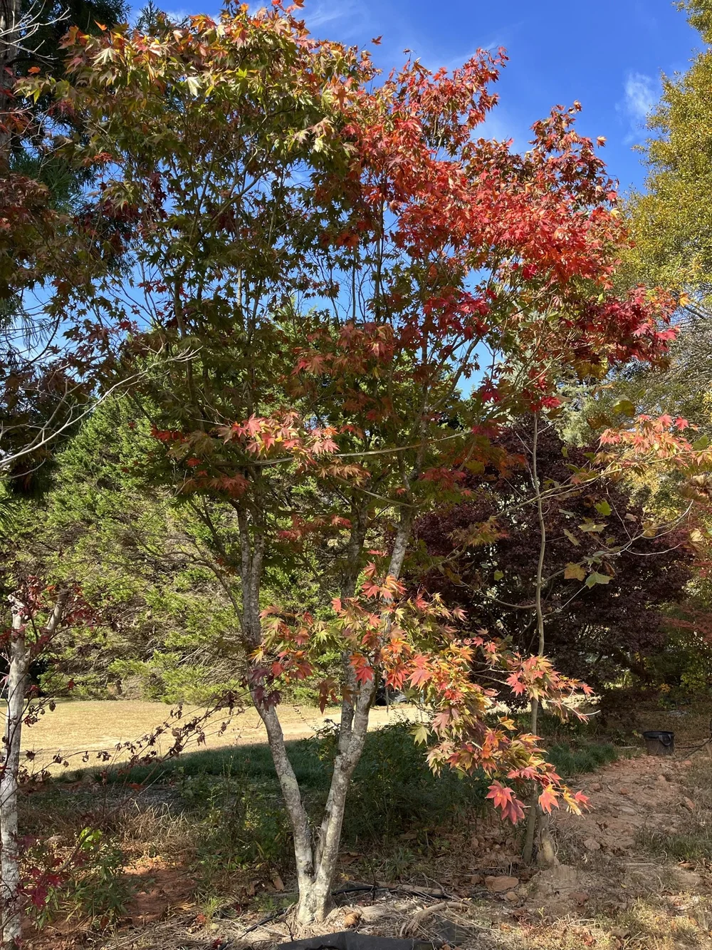 Large Japanese Maples Photos — Focal Point Trees - Specimen Japanese Maples