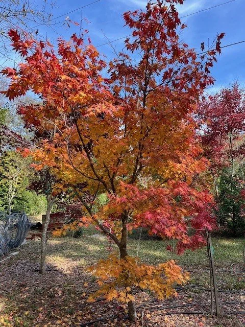 Large Japanese Maples Photos — Focal Point Trees - Specimen Japanese Maples