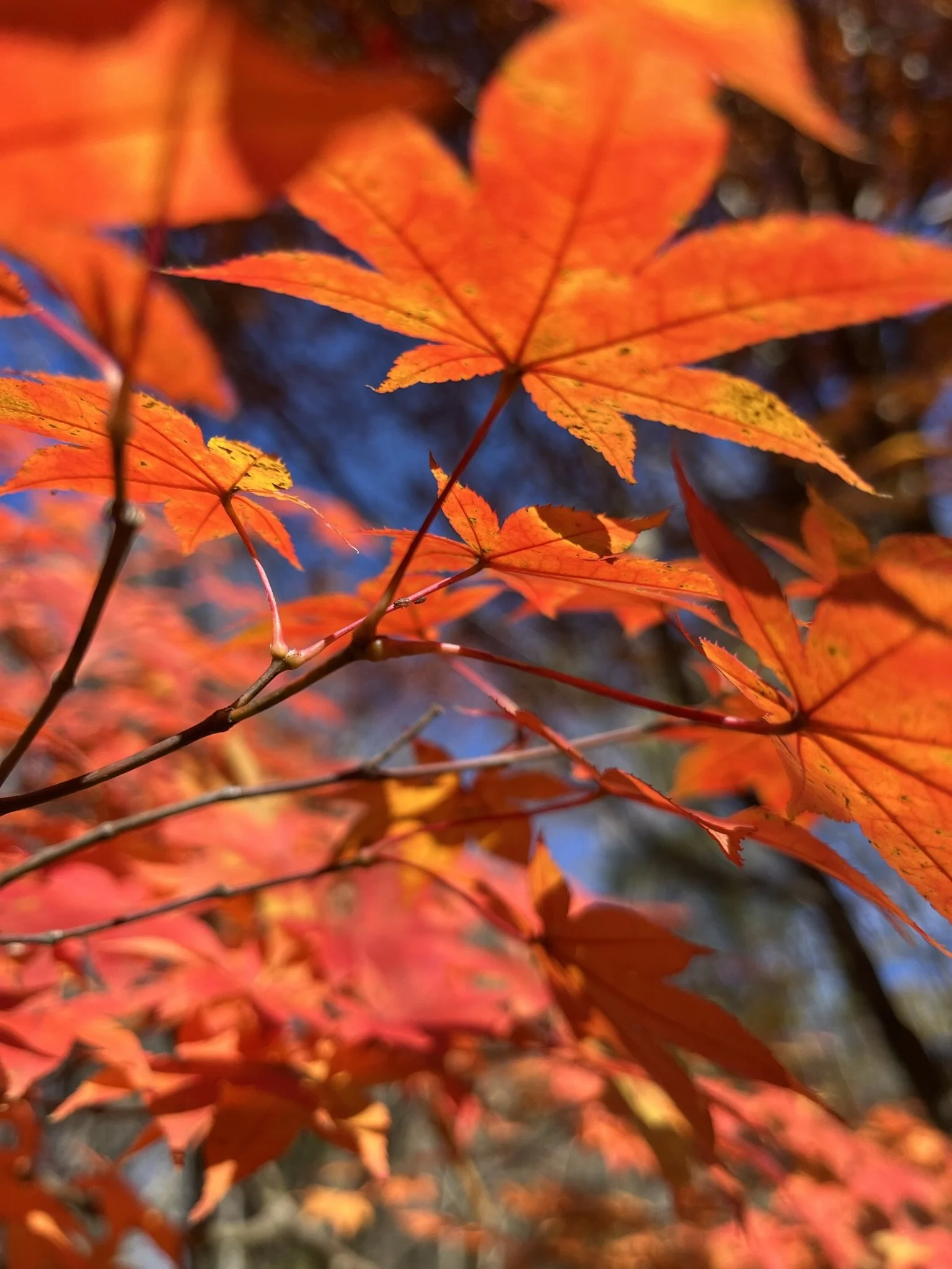 Focal Point Trees - Specimen Japanese Maples