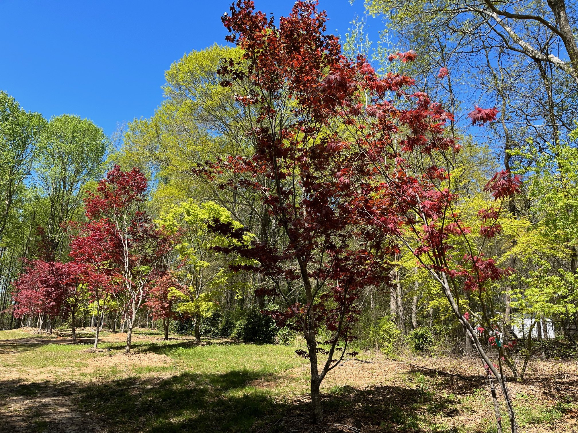 Large Japanese Maples Photos — Focal Point Trees - Specimen Japanese Maples